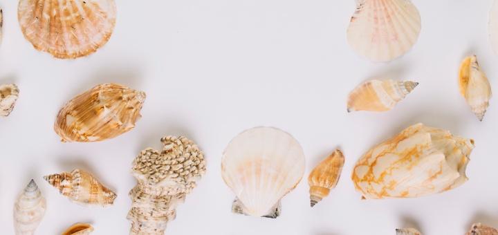 İstridye Kabuğundan Kalsiyum Laktat Üretimi